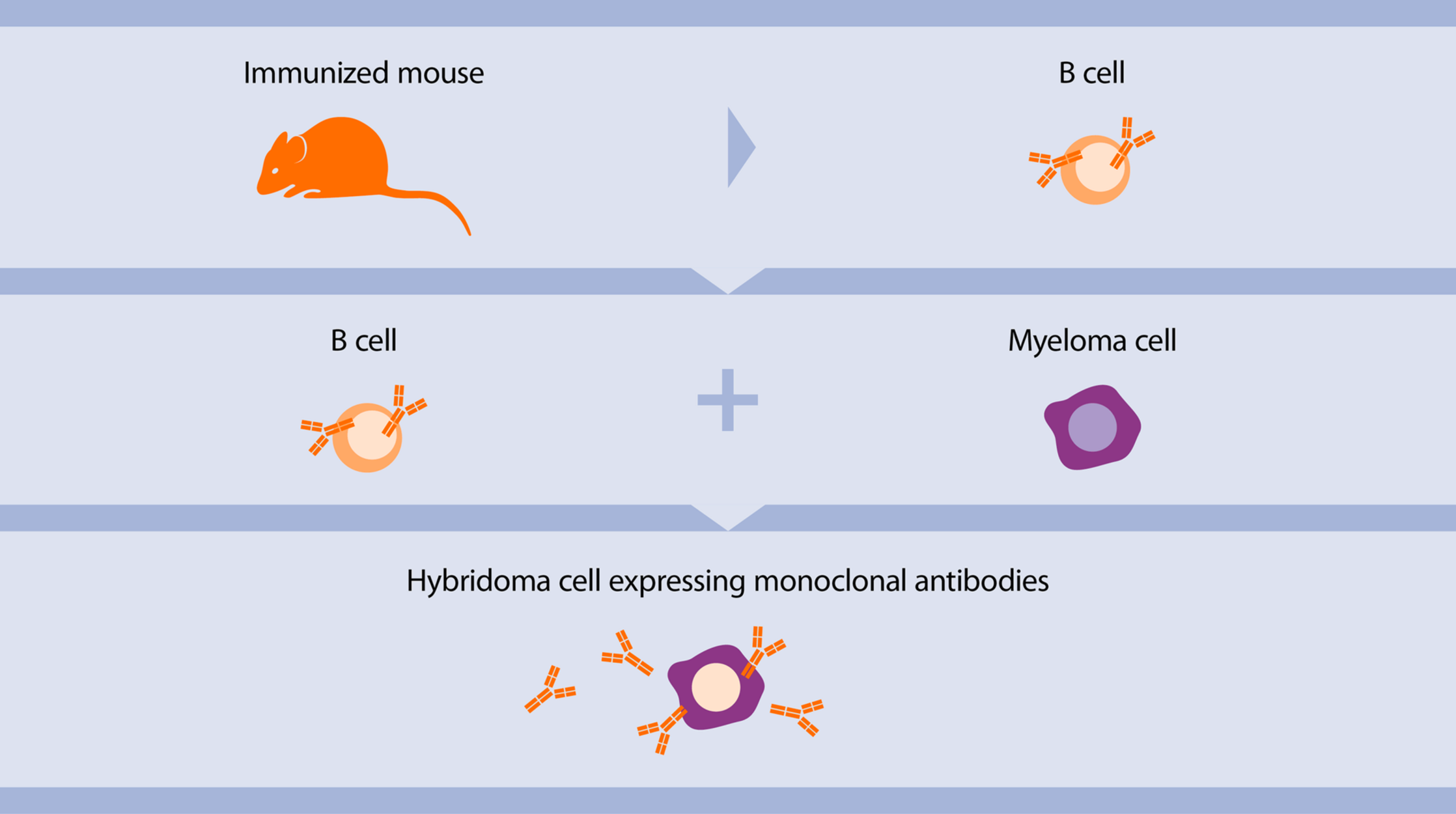 Antibody structure and their use in flow cytometry | Miltenyi Biotec | USA