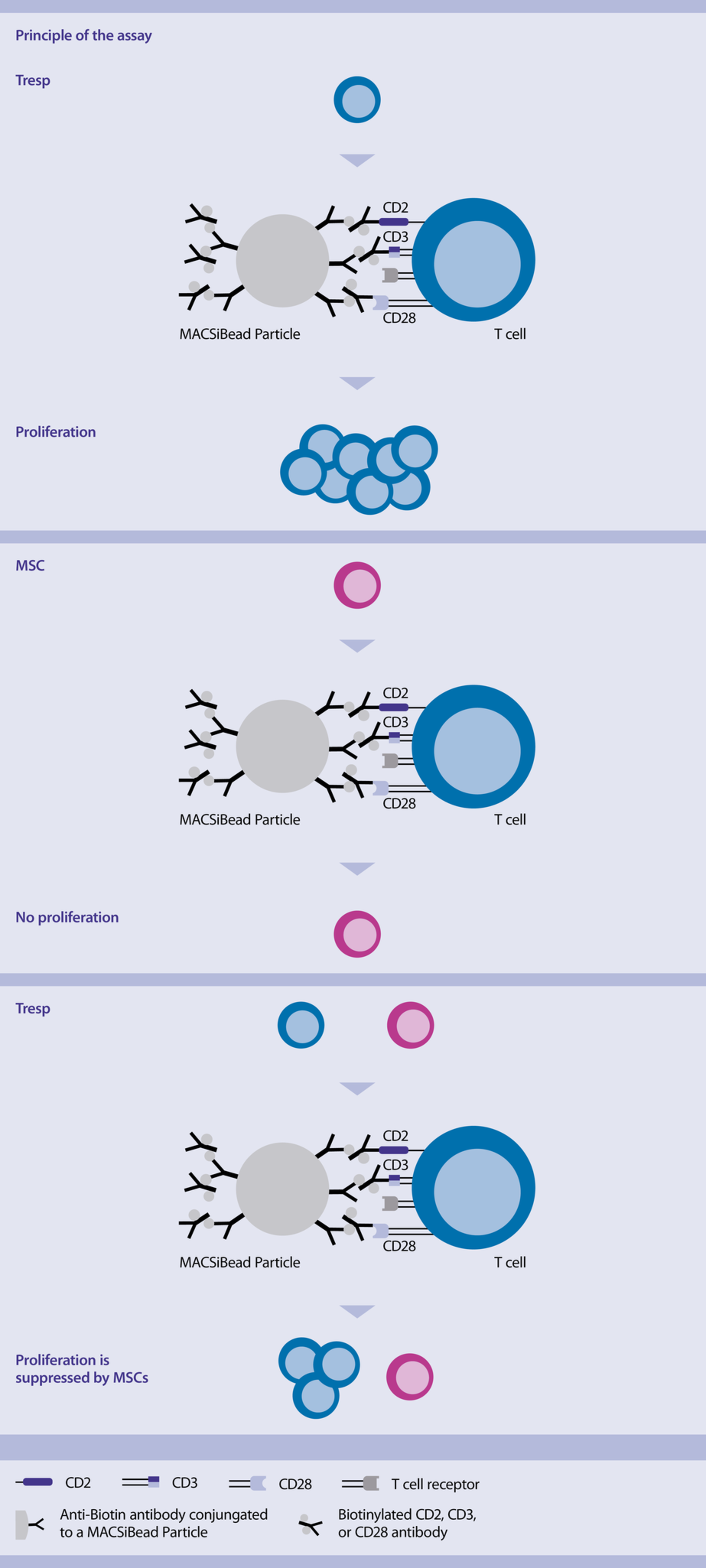 Human mesenchymal stem cells | Miltenyi Biotec | भारत