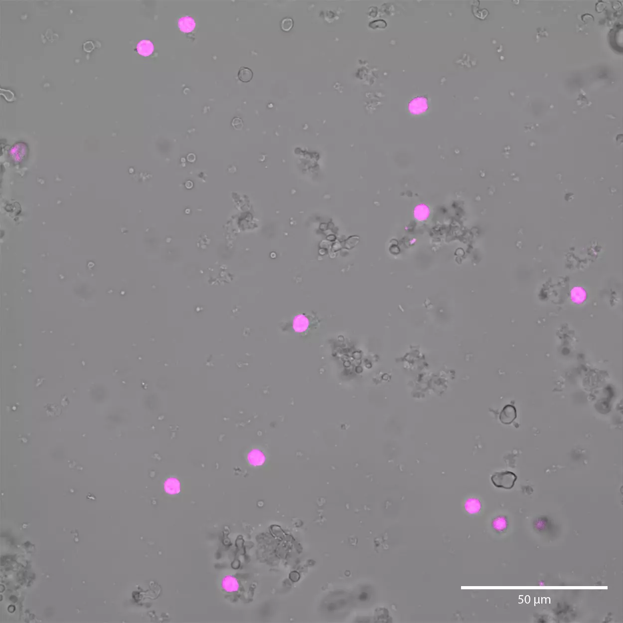 Nuclei preparation from tissues | Genomic analysis | Miltenyi Biotec | USA