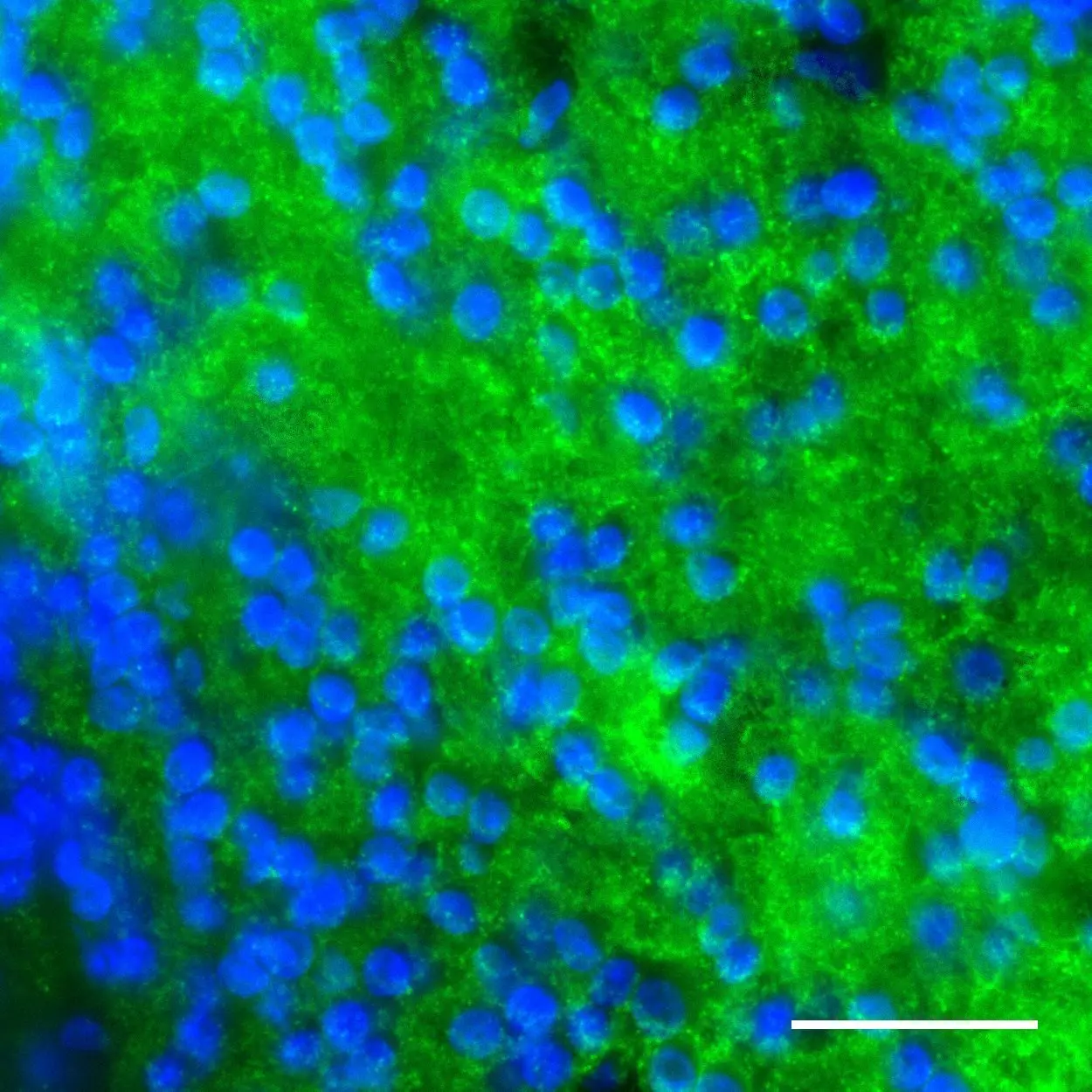 PLP Antibody, anti-human/mouse/rat, REAdye_lease™ | Miltenyi Biotec | USA