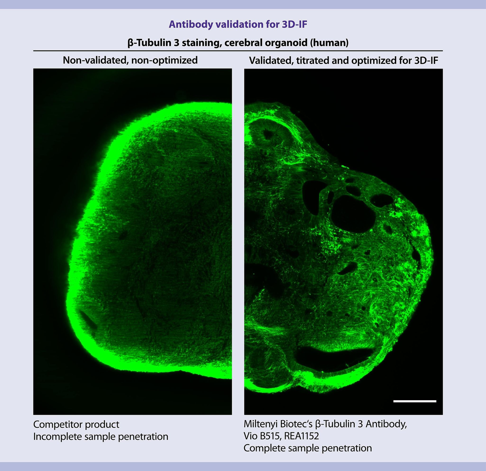 Light sheet microscopy | Miltenyi Biotec | 日本