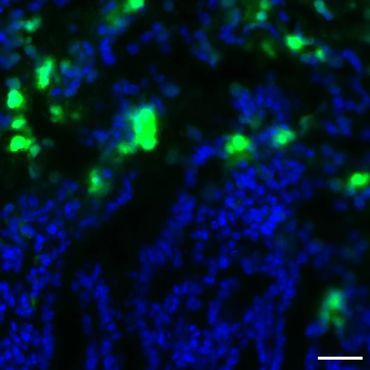 Granzyme A Antibody, anti-mouse, REAdye_lease™ | Miltenyi Biotec | 대한민국