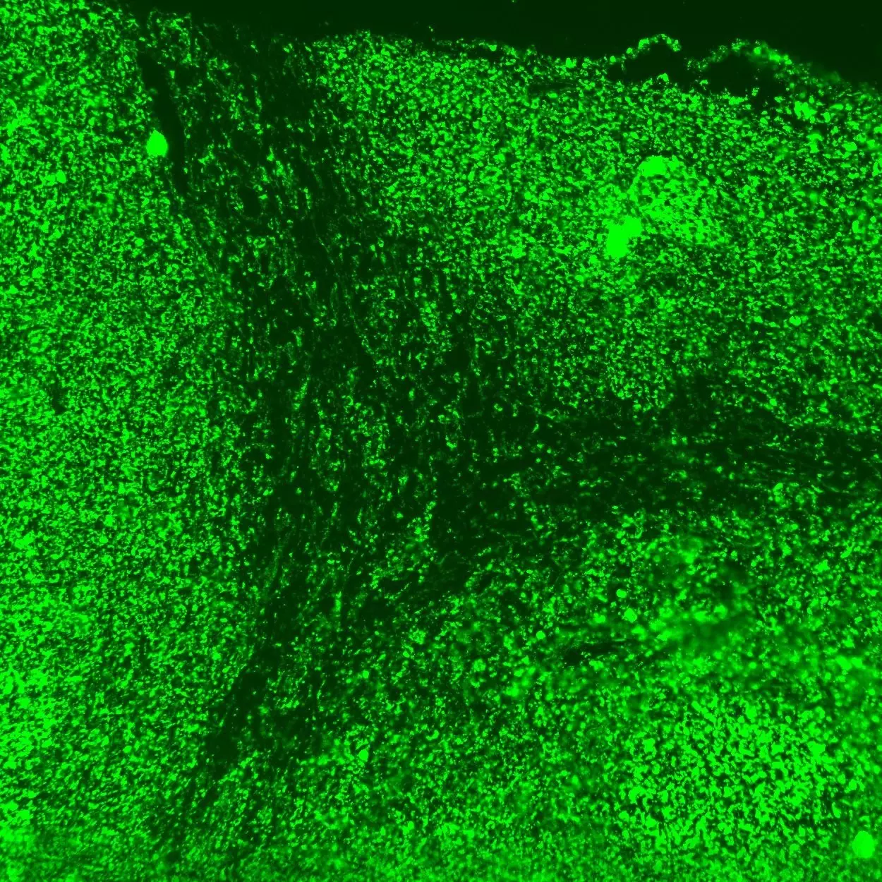 TOM22 Antibody, anti-human/mouse | Miltenyi Biotec | USA