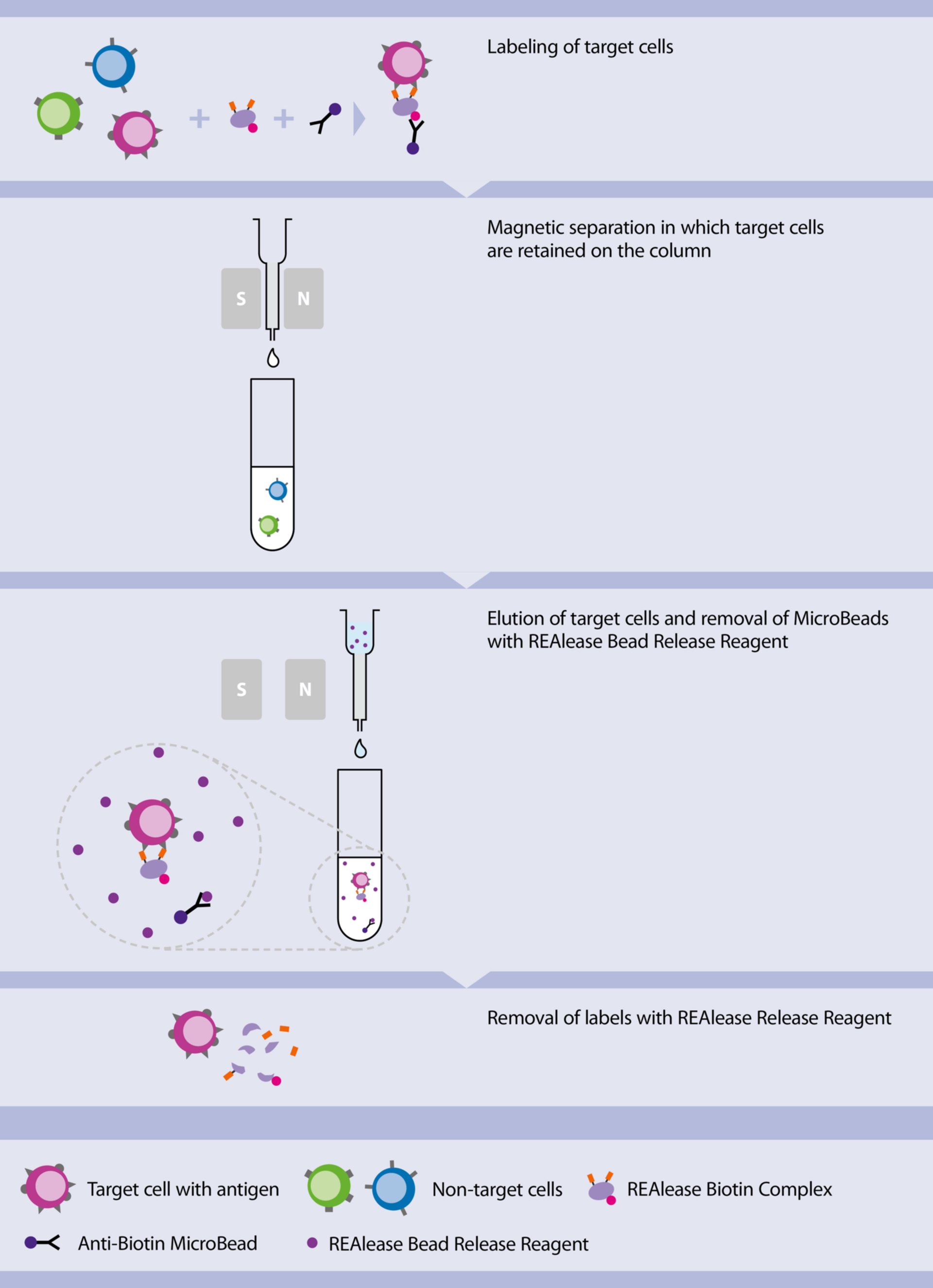T cell activation markers | T cell expansion | T cell research | Miltenyi | Miltenyi Biotec | USA