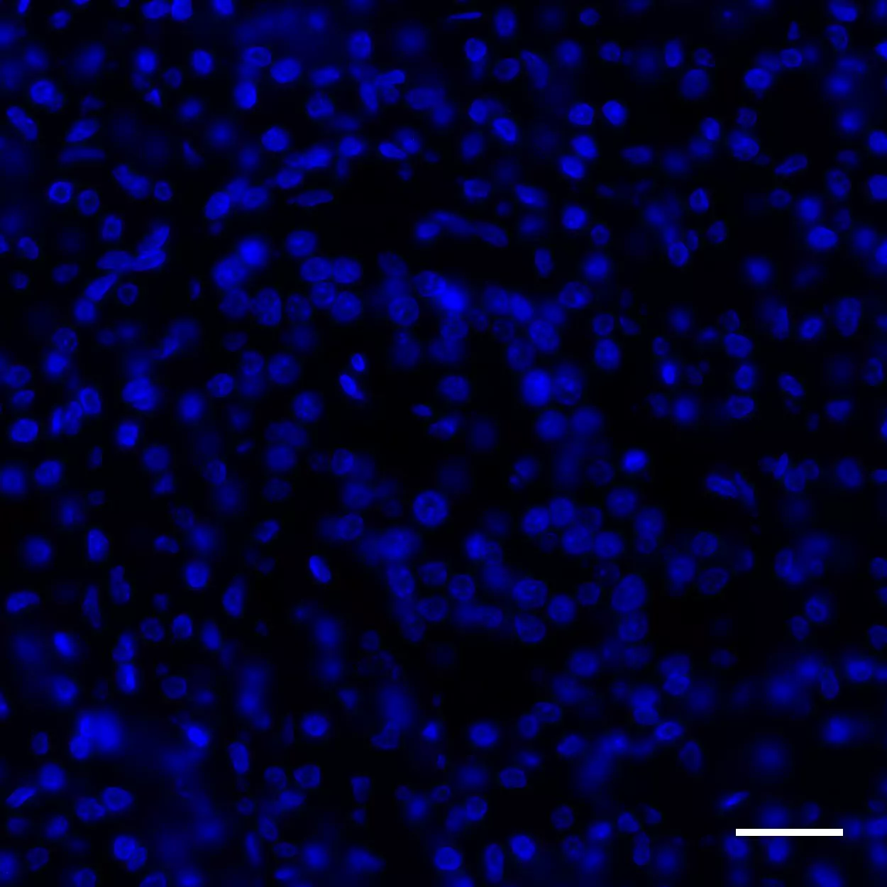 Synaptophysin Antibody, anti-human, REAdye_lease™ | Miltenyi Biotec | India