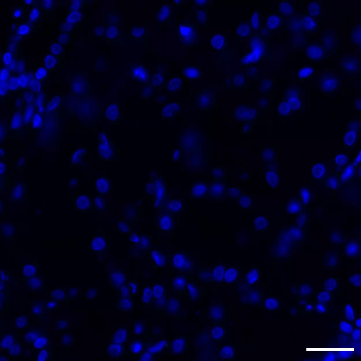 CD90 Antibody, anti-human, REAdye_lease™ | Miltenyi Biotec | USA