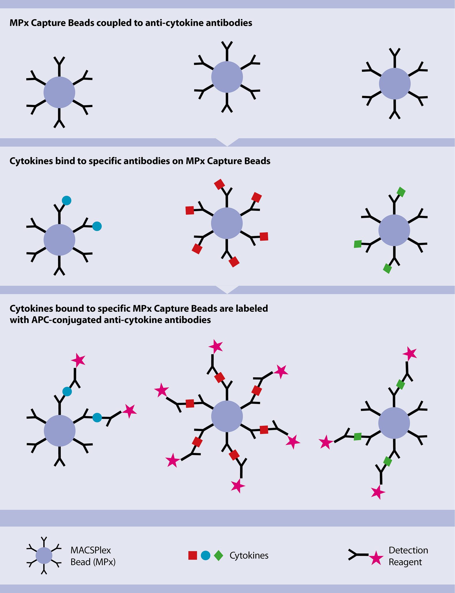 CD4+ T cells (human) | Miltenyi Biotec | Great Britain