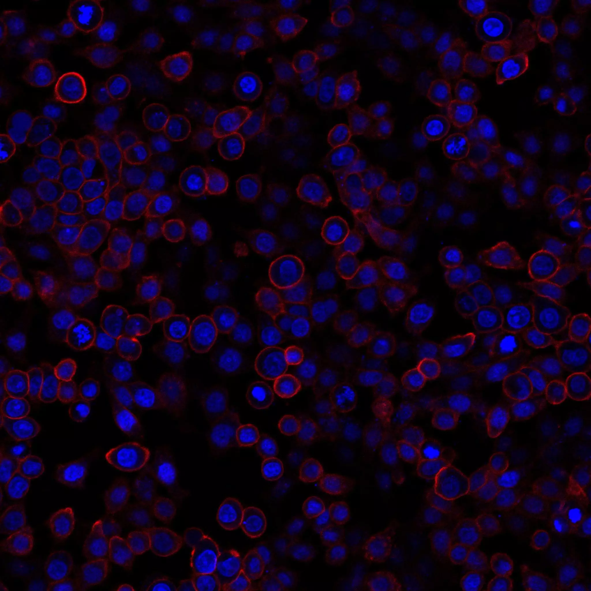 CD104 (Integrin β4) Antibody, anti-human, REAlease® | Miltenyi Biotec | USA