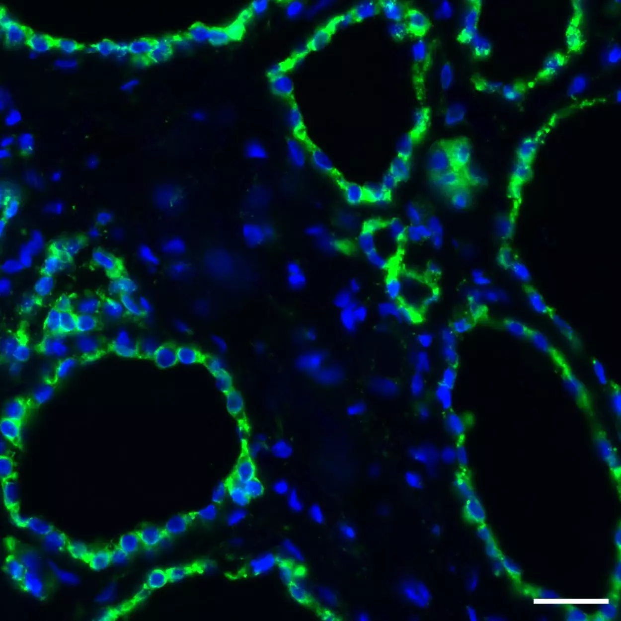 ERp57 (PDIA3) Antibody, anti-human, REAdye_lease™ | Miltenyi Biotec | USA