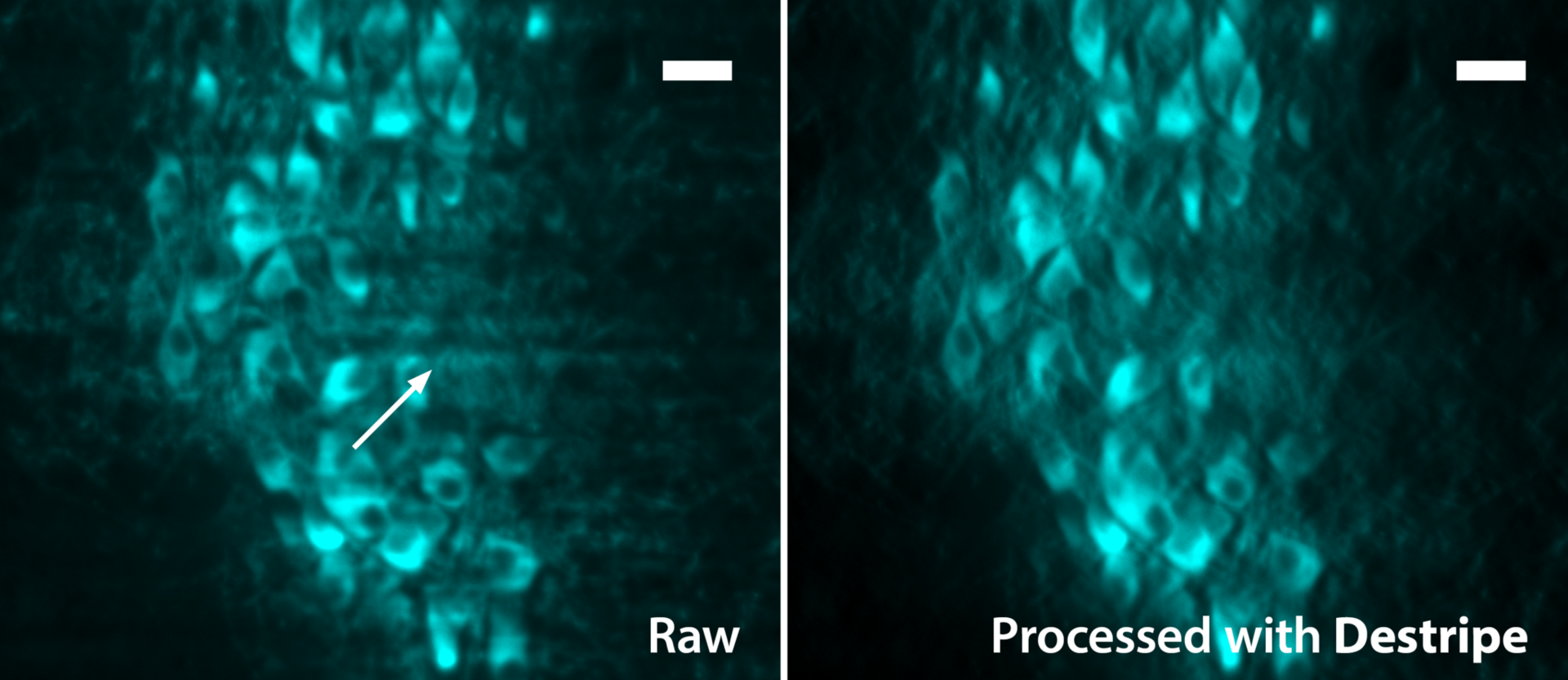 MACS® iQ View - 3D Large Volume Software | Miltenyi Biotec | USA