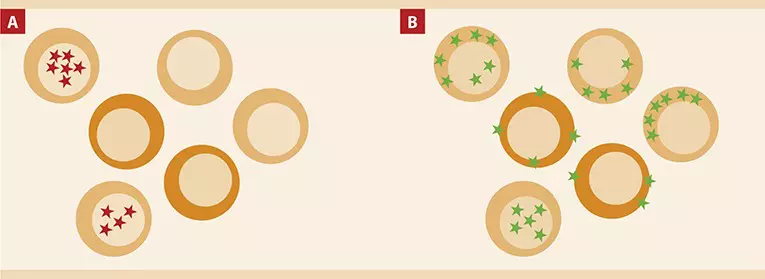 Viobility™ Fixable Dyes | Apoptosis and cell viability | Kits and ...