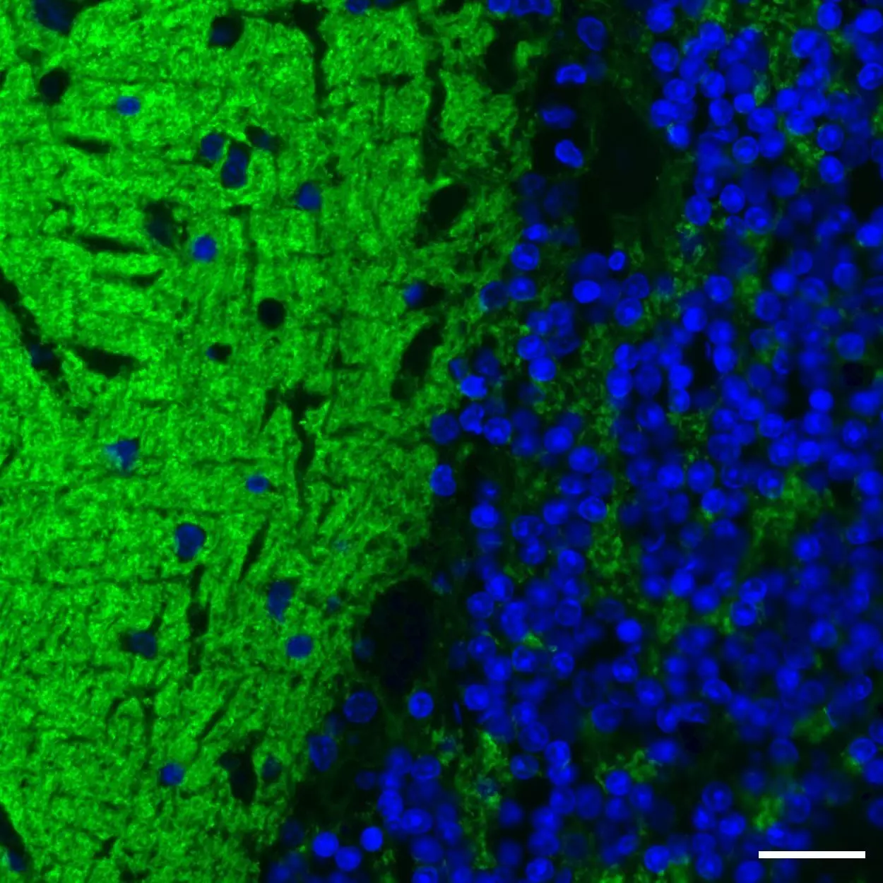 Synapsin-1 Antibody, anti-human/mouse, REAdye_lease™ | Miltenyi Biotec ...