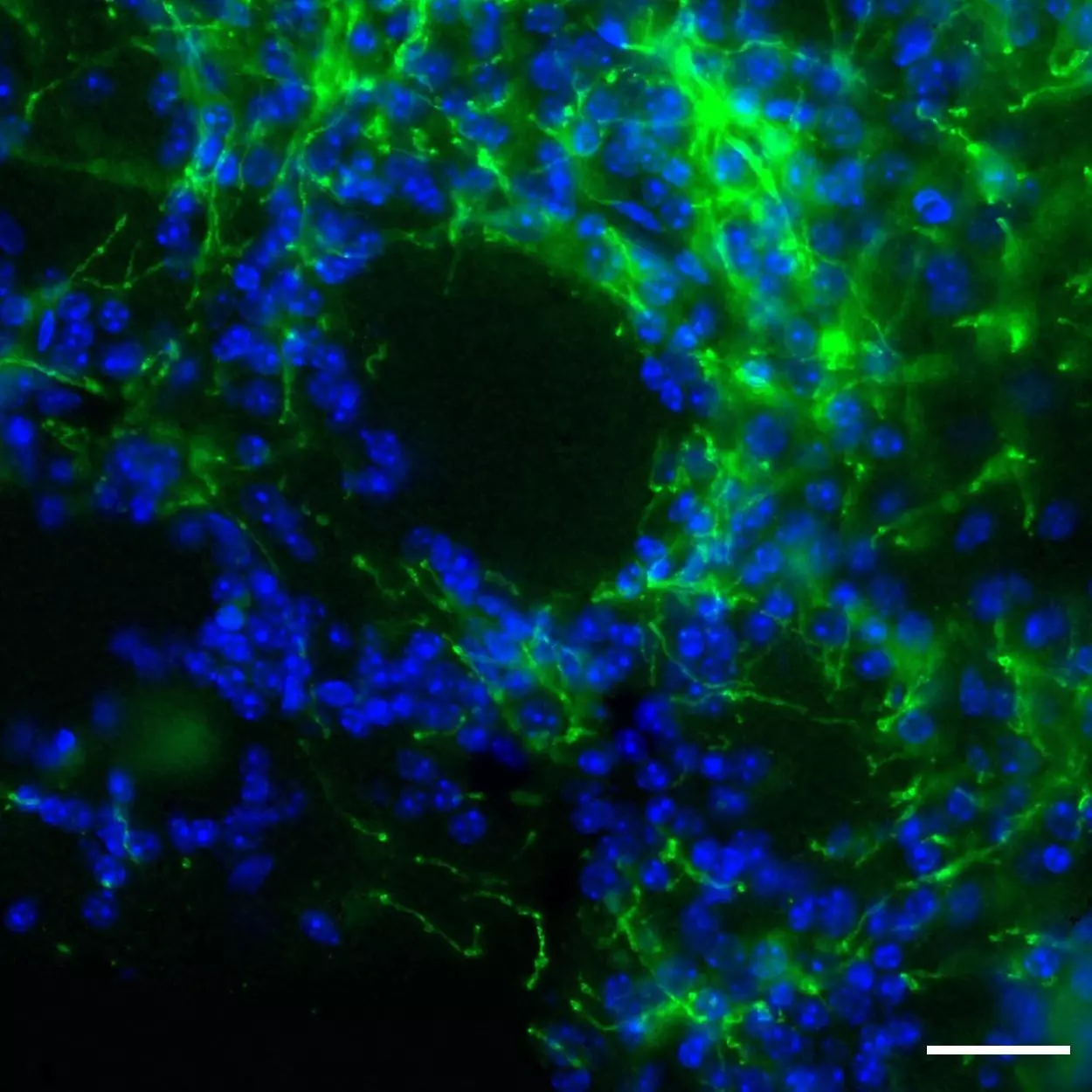 MBP Antibody, anti-human/mouse, REAfinity™ | Miltenyi Biotec | USA