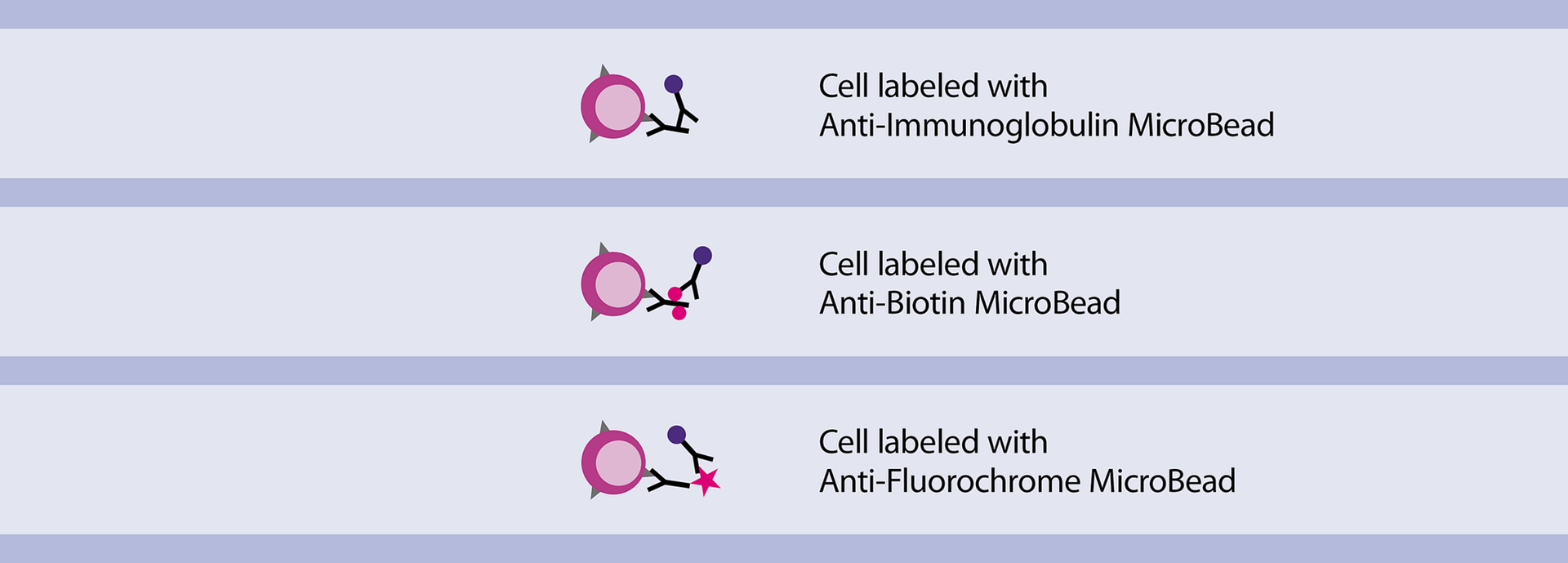 Magnetic cell labeling strategies with MACS® Technology | Miltenyi ...