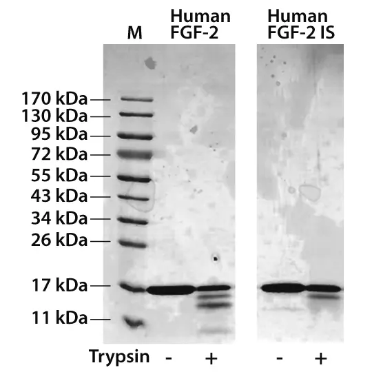 Human FGF-2 IS | Miltenyi Biotec | 대한민국