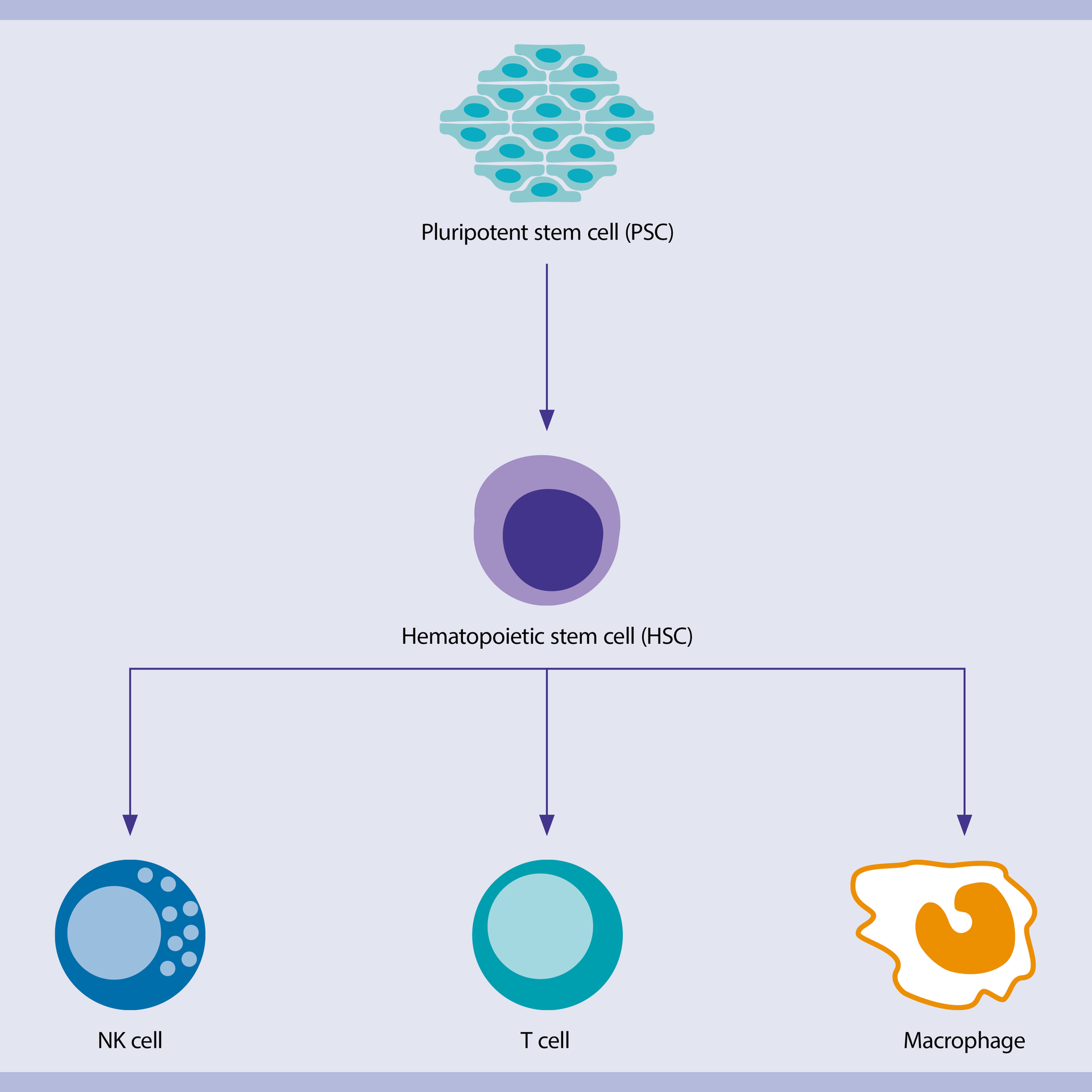 Pluripotent stem cell differentiation to immune cells | Miltenyi Biotec ...