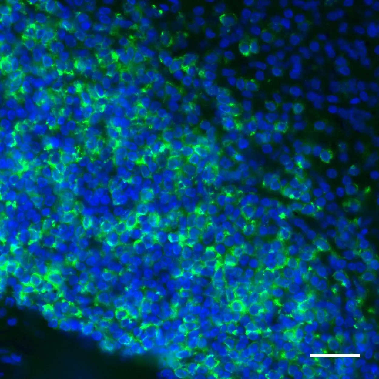 CD45RB Antibody, anti-human, REAdye_lease™ | Miltenyi Biotec | USA