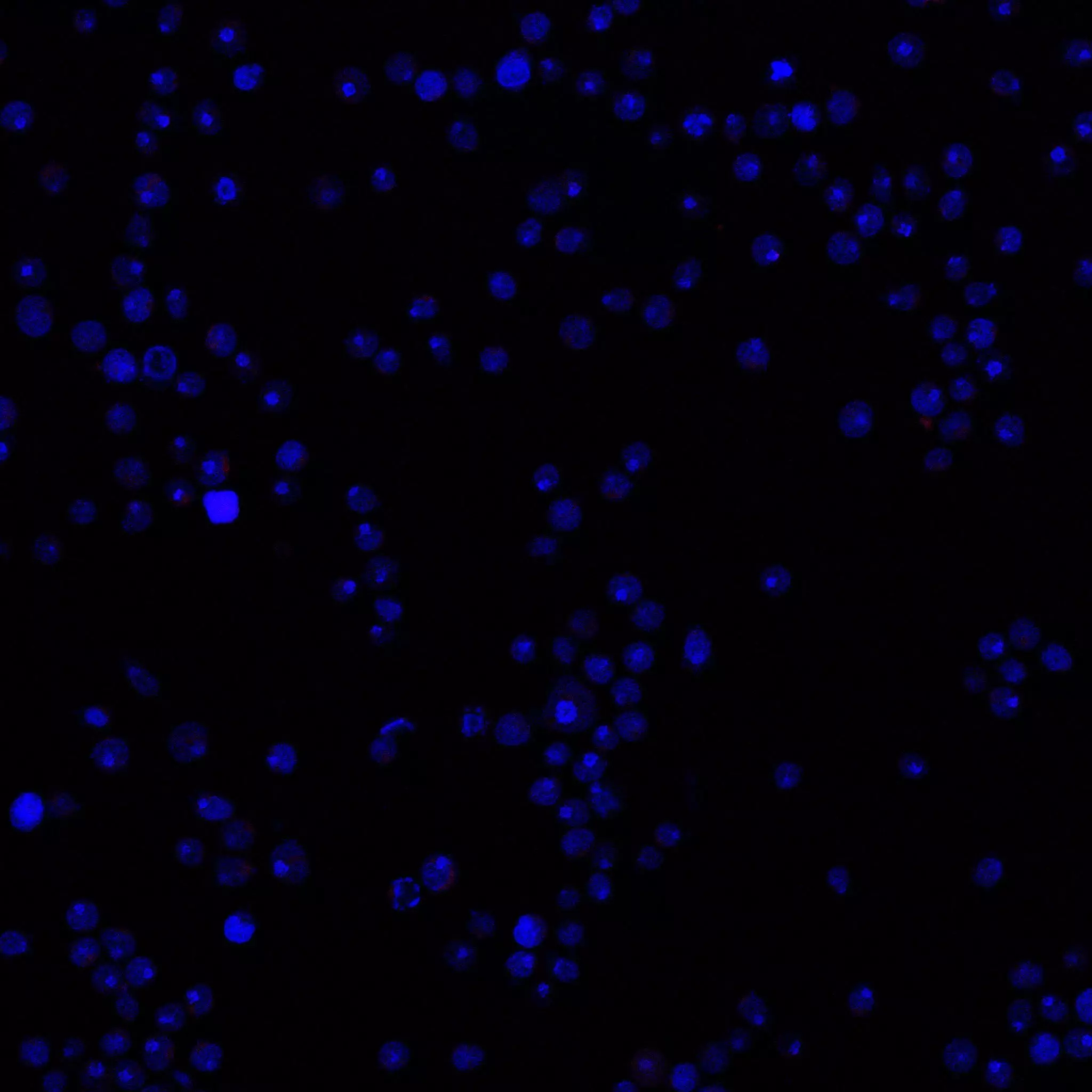 CD162 Antibody, anti-human, REAfinity™ | Miltenyi Biotec | Deutschland