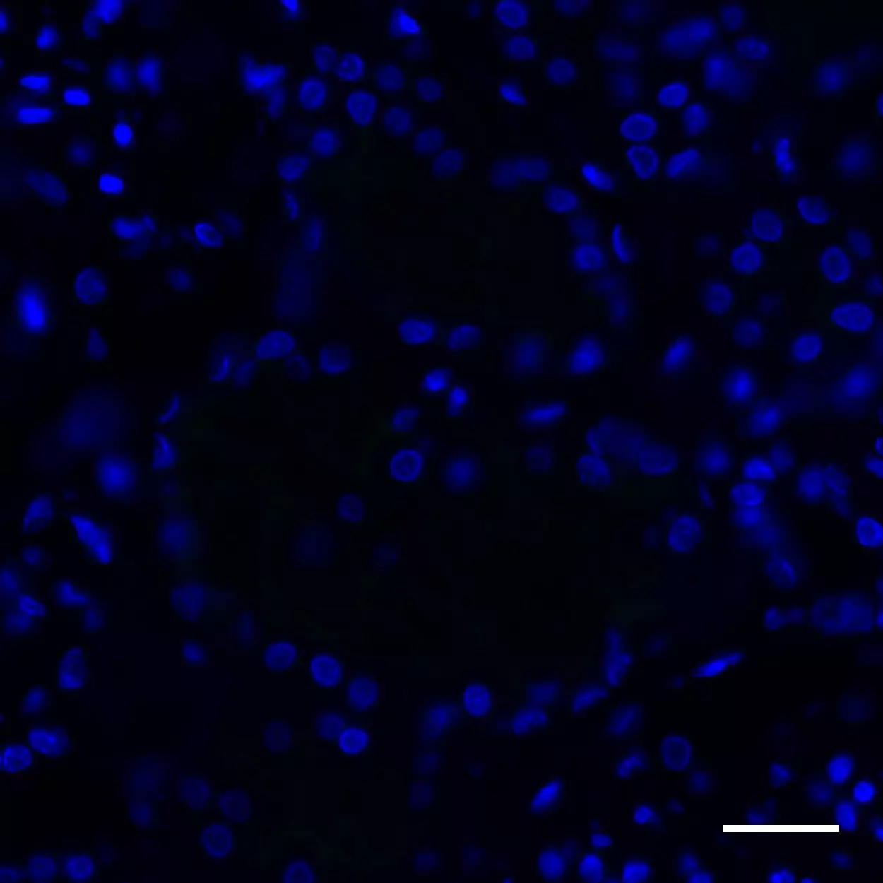 CD10 Antibody, anti-human, REAdye_lease™ | Miltenyi Biotec | USA