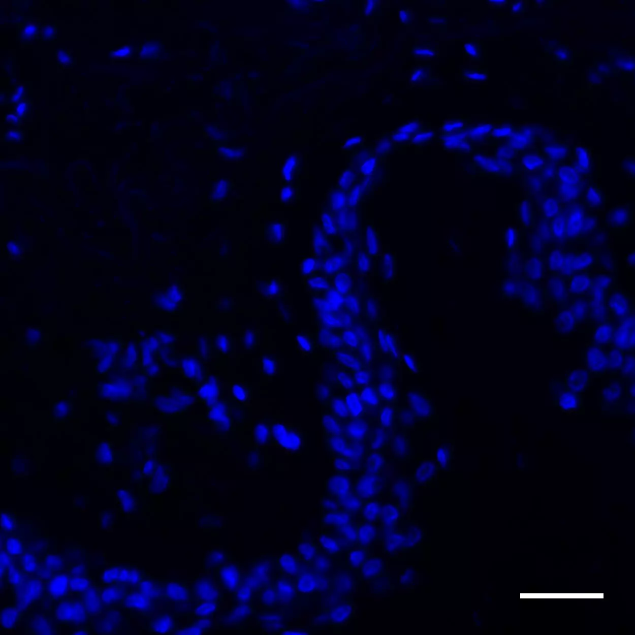 Collagen III Antibody, anti-human, REAdye_lease™ | Miltenyi Biotec ...