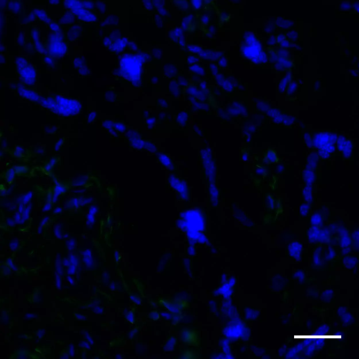PLAP Antibody, anti-human, REAdye_lease™ | Miltenyi Biotec | USA