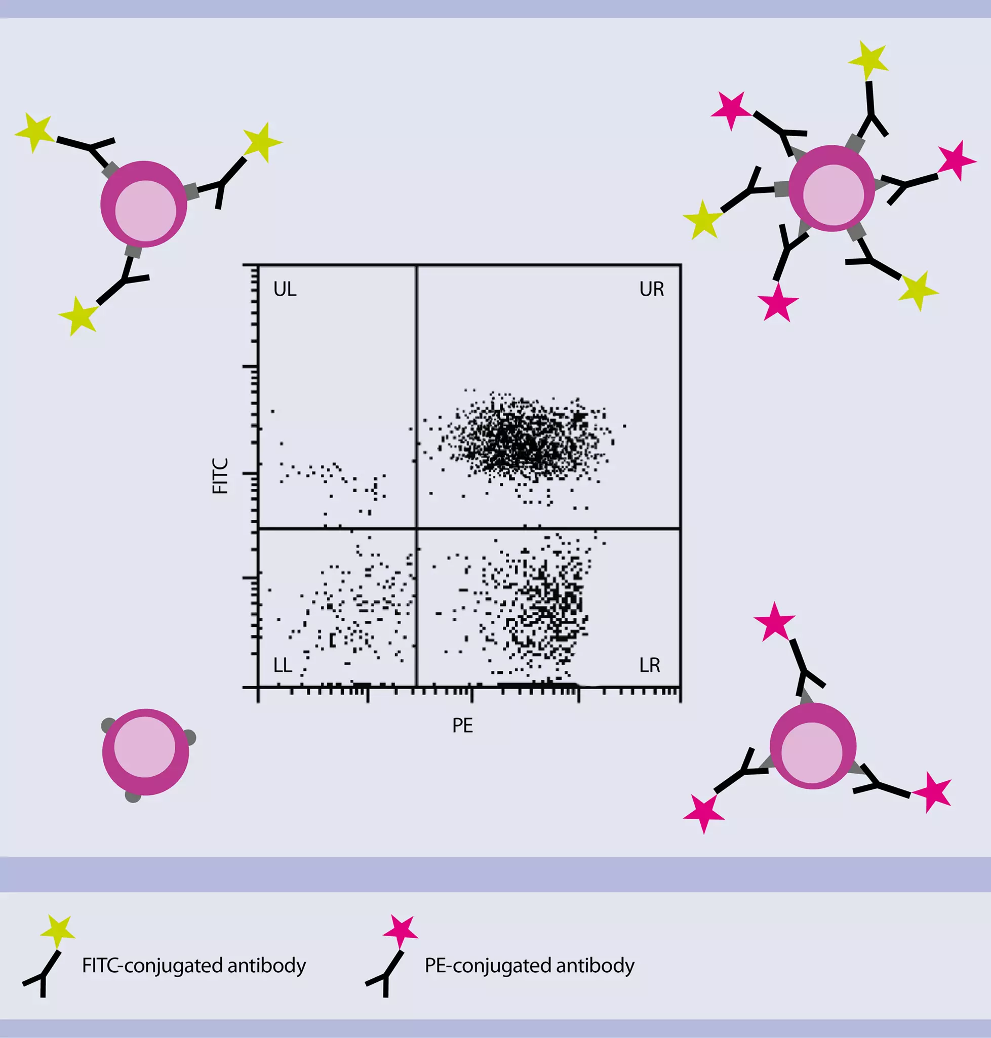 Flow Cytometry Basics | MACS Handbook | Miltenyi Biotec | USA