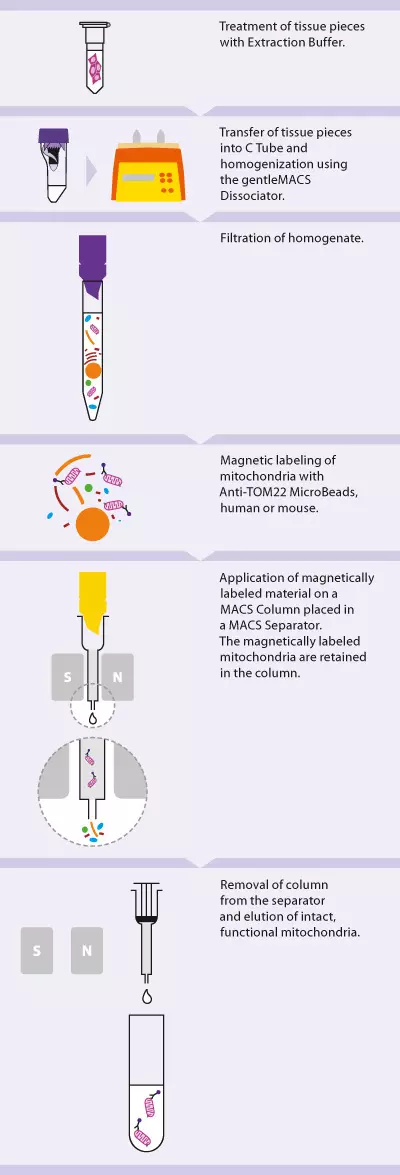 Mitochondria Extraction Kit - Tissue | Miltenyi Biotec | USA