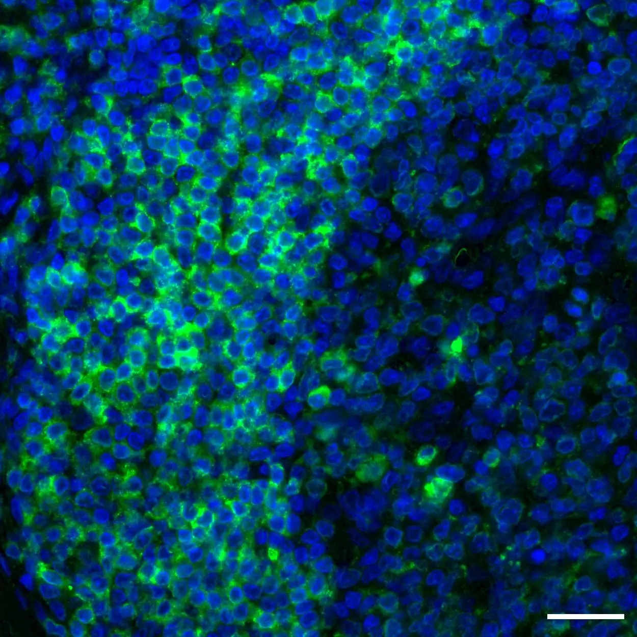 CD79a Antibody, anti-human, REAdye_lease™ | Miltenyi Biotec | Great Britain