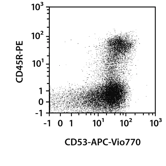 CD53 Antibody, anti-rat, REAfinity™ | Miltenyi Biotec | India