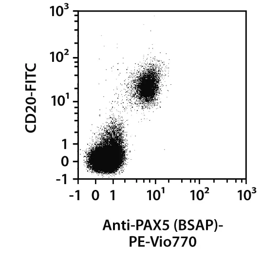 PAX-5 (BSAP) Antibody, anti-human/mouse, REAfinity™ | Miltenyi Biotec | USA