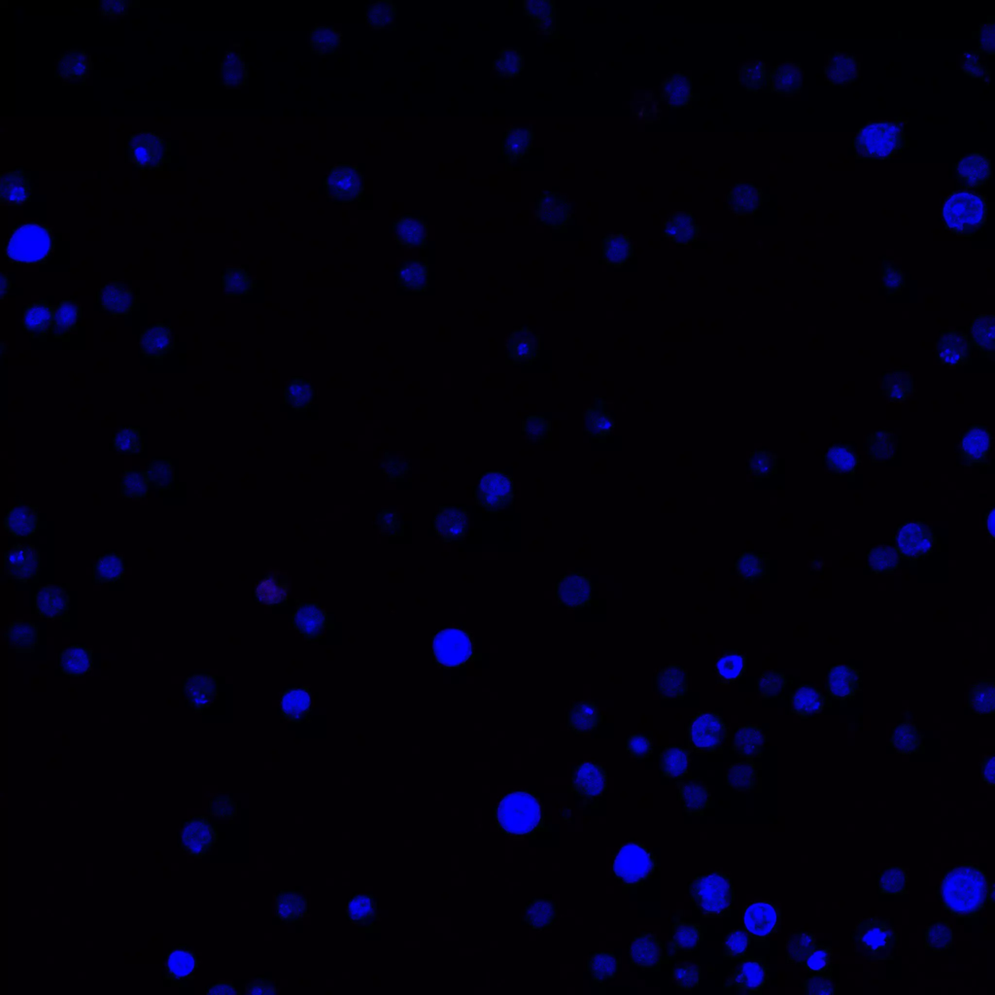 CD49e Antibody, anti-human, REAfinity™ | Miltenyi Biotec | USA