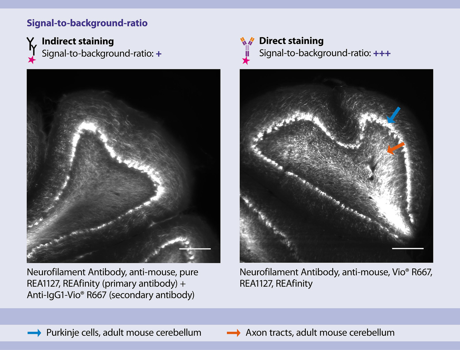 IF microscopy | antibodies| Tissue clearing | Miltenyi Biotec | USA