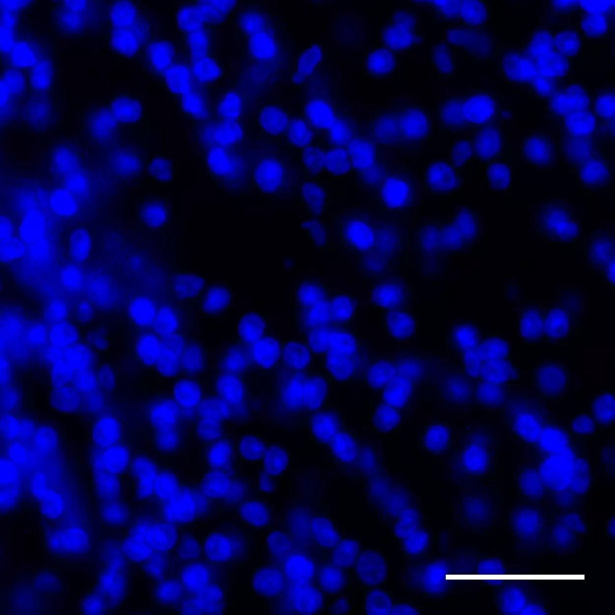 PLP Antibody, anti-human/mouse/rat, REAdye_lease™ | Miltenyi Biotec | USA