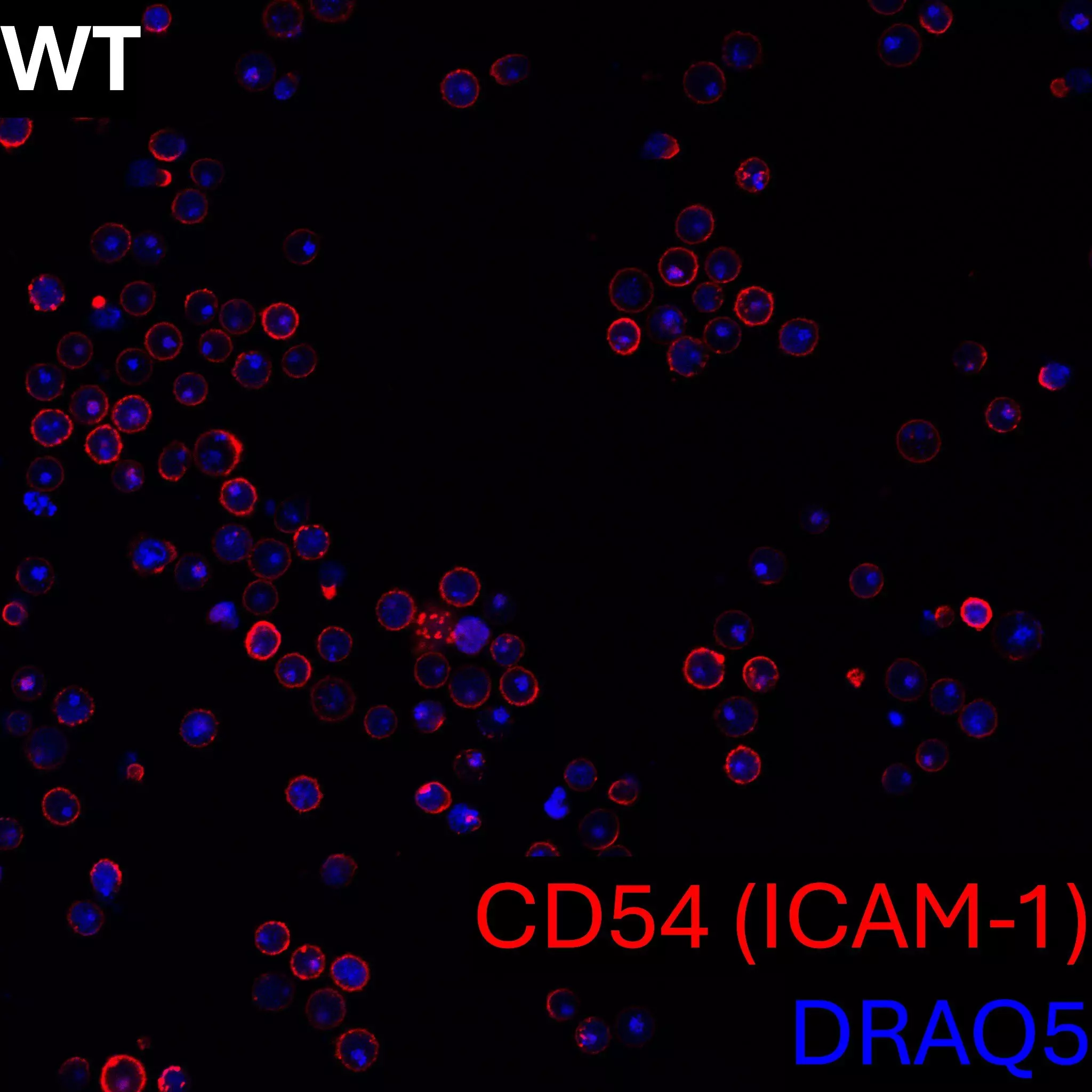 CD54 (ICAM-1) Antibody, anti-human, REAfinity™ | Miltenyi Biotec | USA