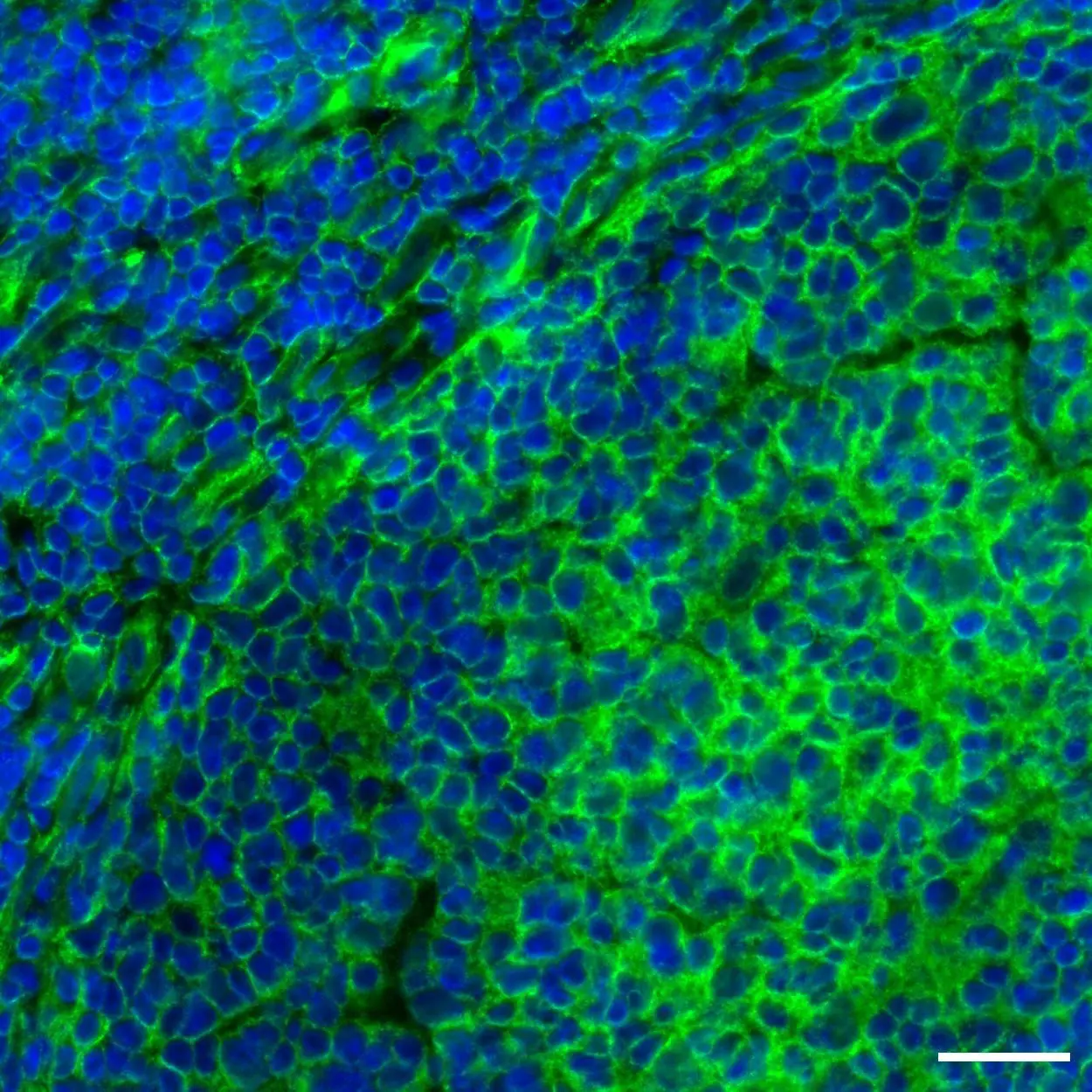 CD146 (MCAM) Antibody, anti-human, REAdye_lease™ | Miltenyi Biotec | USA