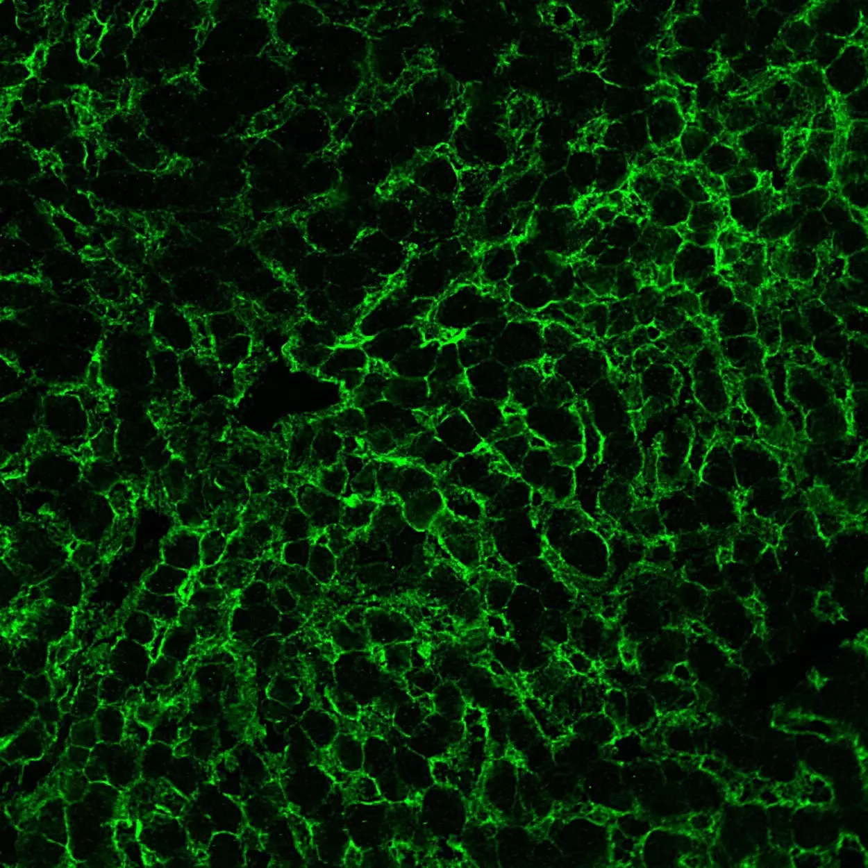 CD49e Antibody, anti-human | Miltenyi Biotec | USA