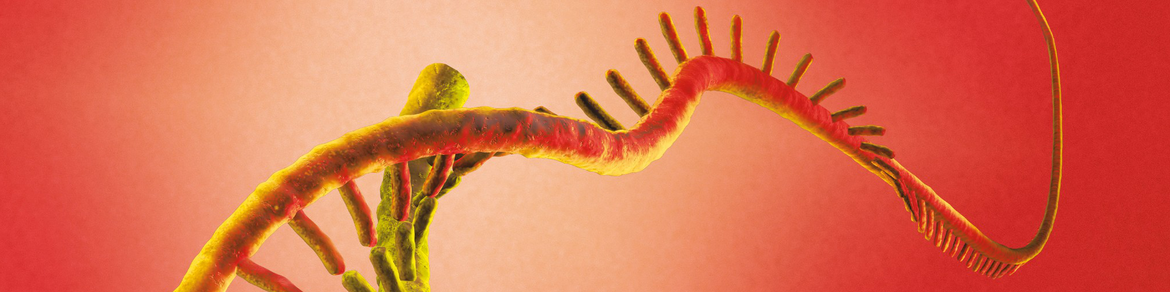 mRNA transfection | stem cell differentiation and programming ...