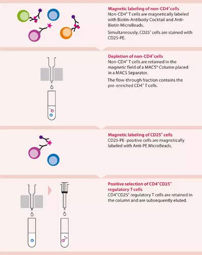 CD4+CD25+ Regulatory T Cell Isolation Kit, mouse | Miltenyi Biotec | USA