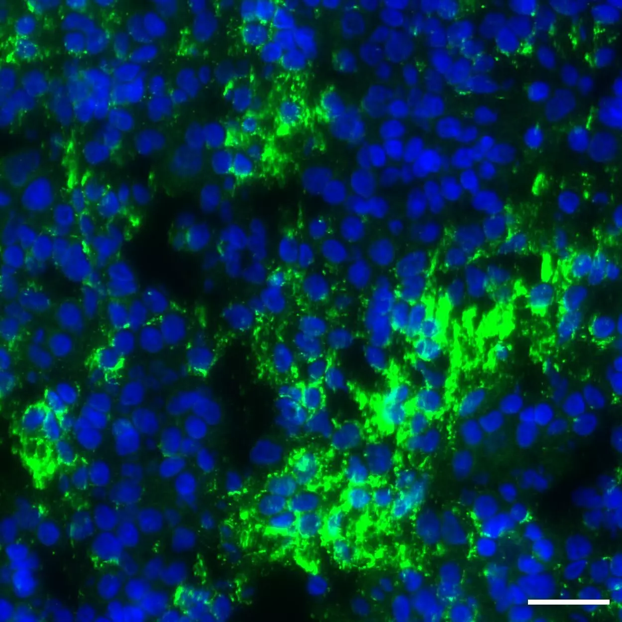 CD235a (Glycophorin A) Antibody, anti-human, REAfinity™ | Miltenyi ...