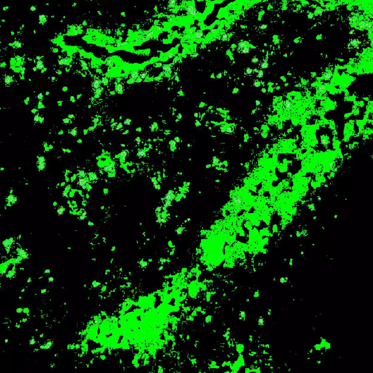 CD207 (Langerin) Antibody, anti-human | Miltenyi Biotec | USA