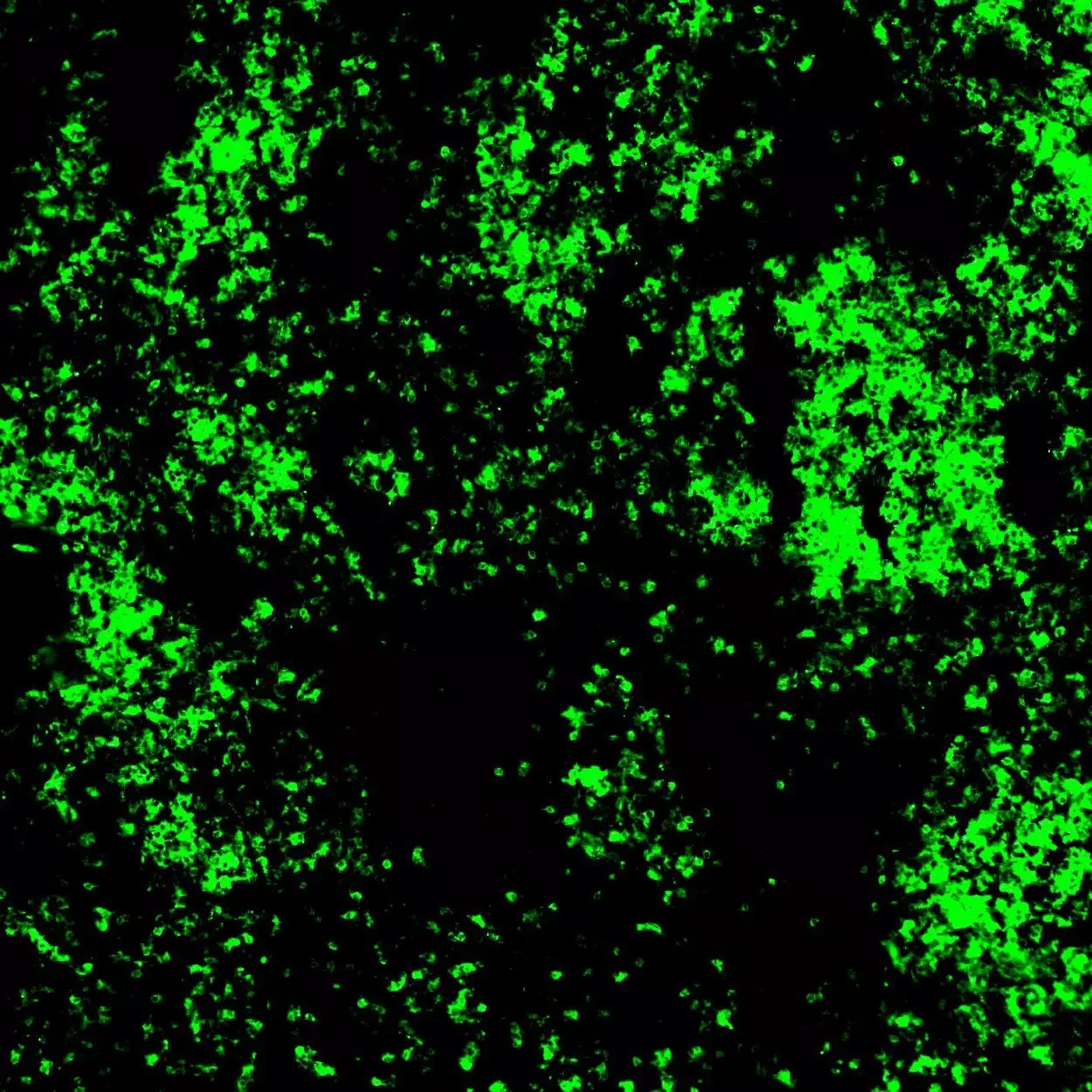 IgD Antibody, anti-human | Miltenyi Biotec | USA