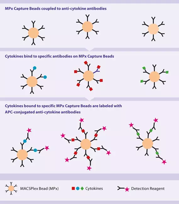 MACSPlex Cytokine Mix and Match, Basic Kits | Miltenyi Biotec | India