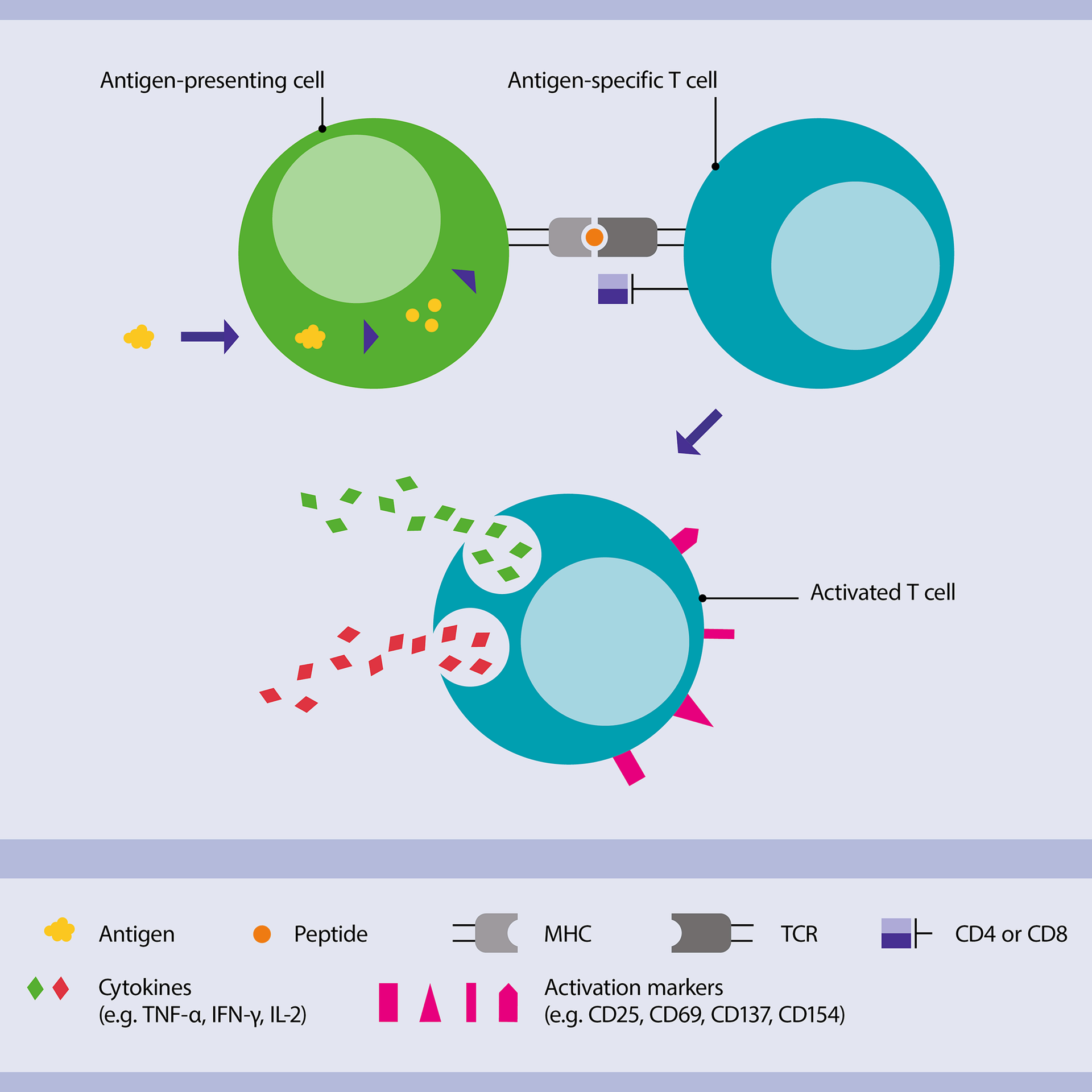 Antigen-specific T cells | t lymphocyte stimulation, enrichment | Miltenyi Biotec | 中国