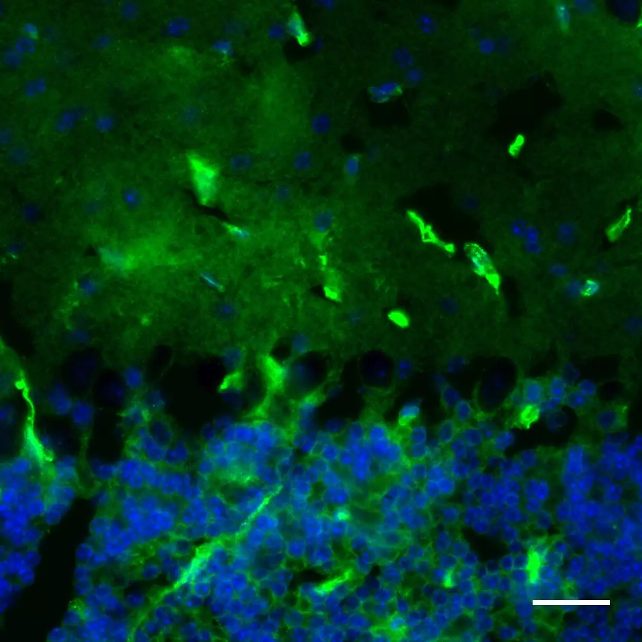 GLUT1 Antibody, anti-human, REAdye_lease™ | Miltenyi Biotec | India