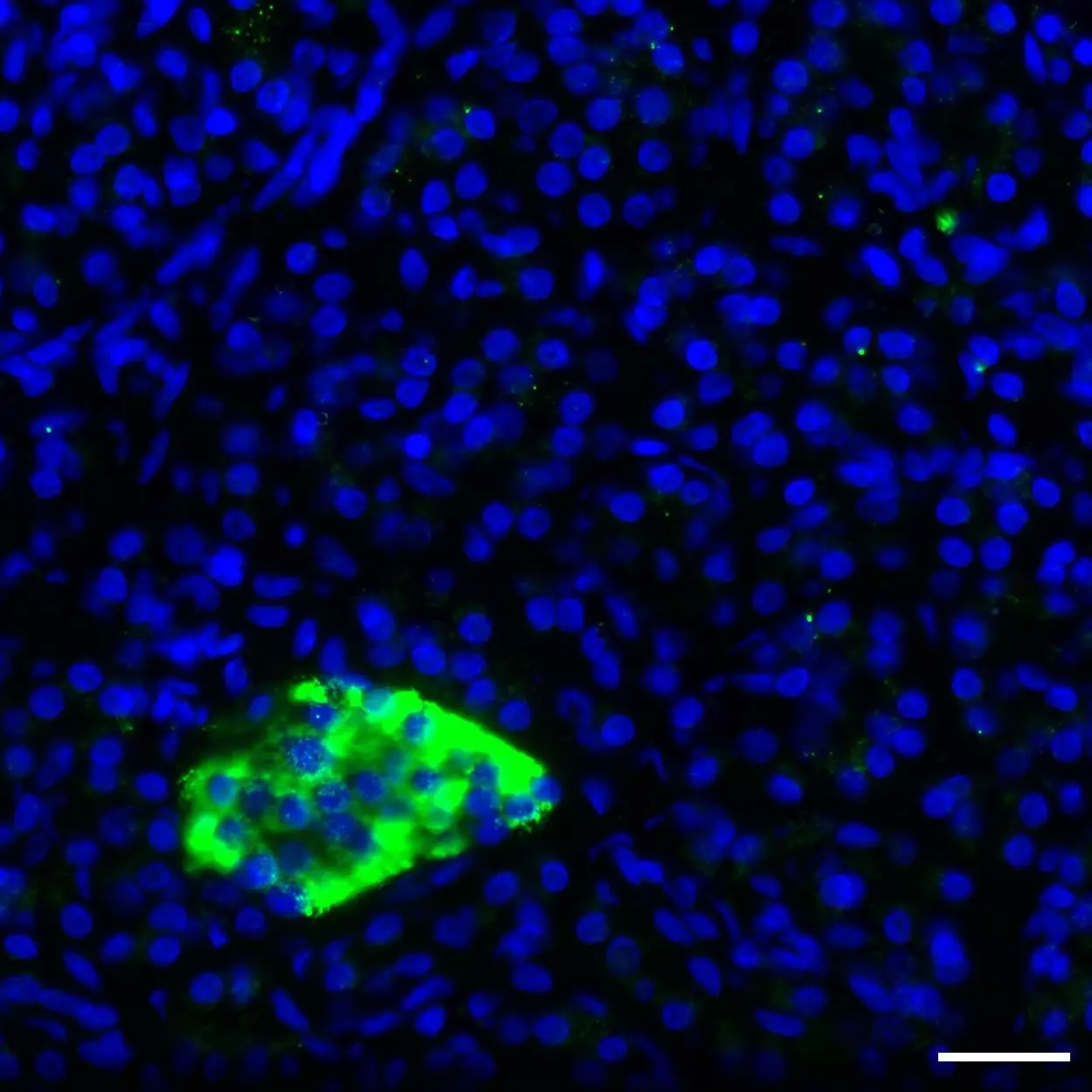 Insulin Antibody, anti-human, REAdye_lease™ | Miltenyi Biotec | USA
