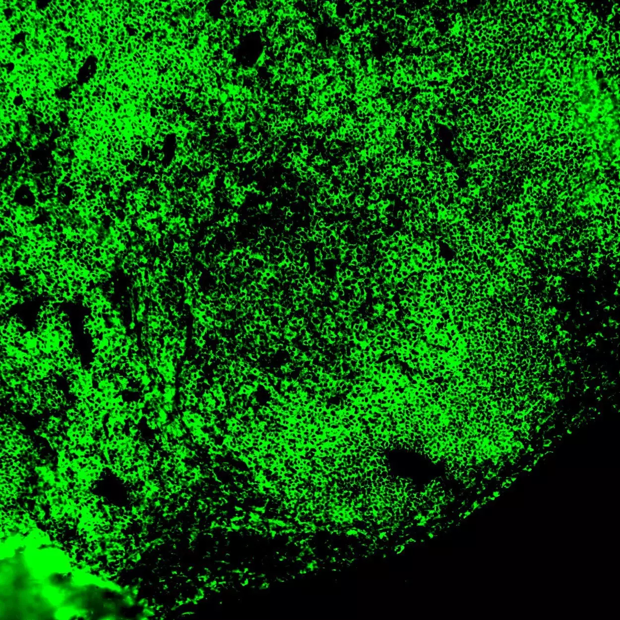 CD45 Antibody, anti-non-human primate | Miltenyi Biotec | USA