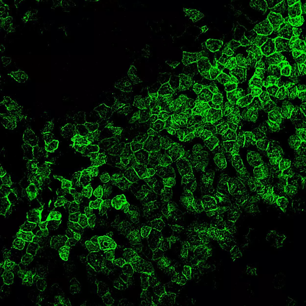 CD133/2 Antibody, anti-human | Miltenyi Biotec | Hong Kong