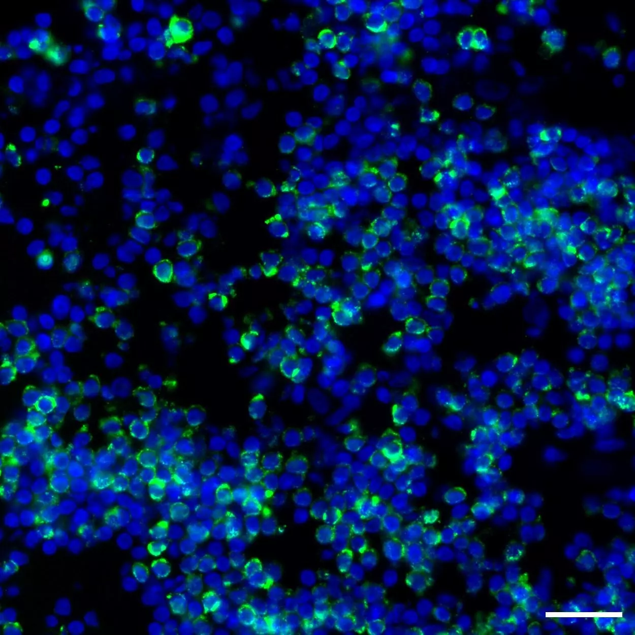 CD79a Antibody, anti-human, REAdye_lease™ | Miltenyi Biotec | Great Britain