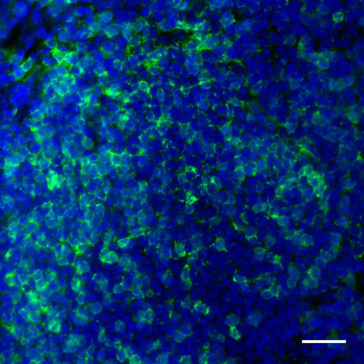 IgD Antibody, anti-human, REAdye_lease™ | Miltenyi Biotec | USA