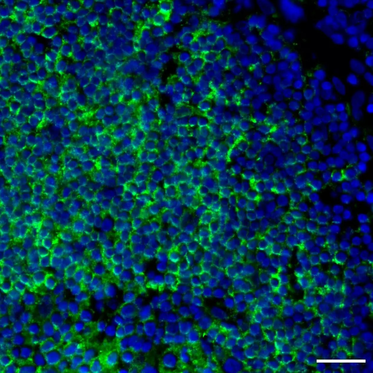 CD40 Antibody, anti-human, REAlease® | Miltenyi Biotec | USA